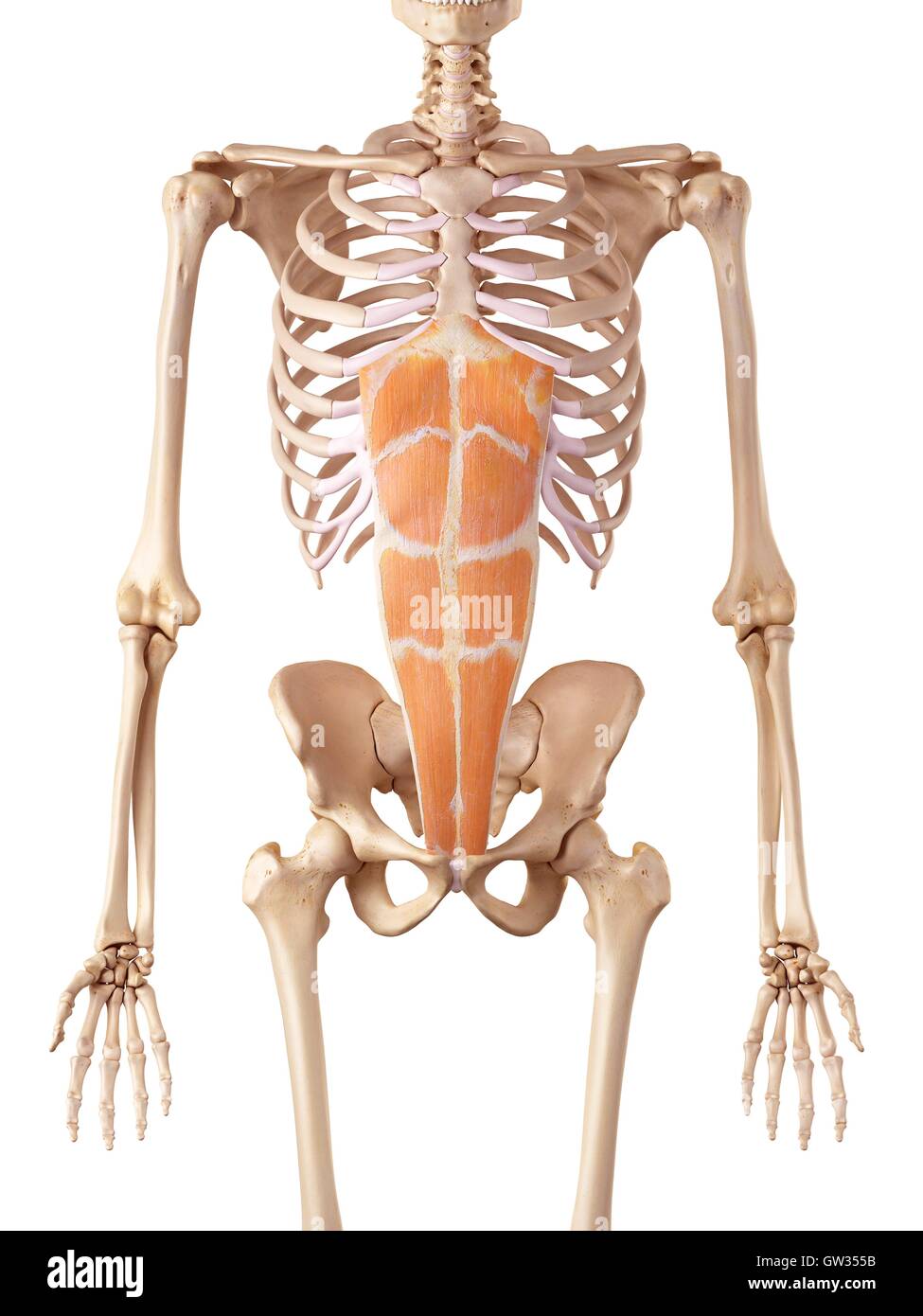 Human abdominal muscles, illustration Stock Photo - Alamy