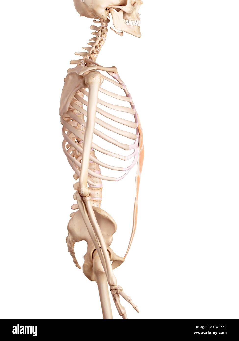 Abdominal anatomy side view hi-res stock photography and images - Alamy