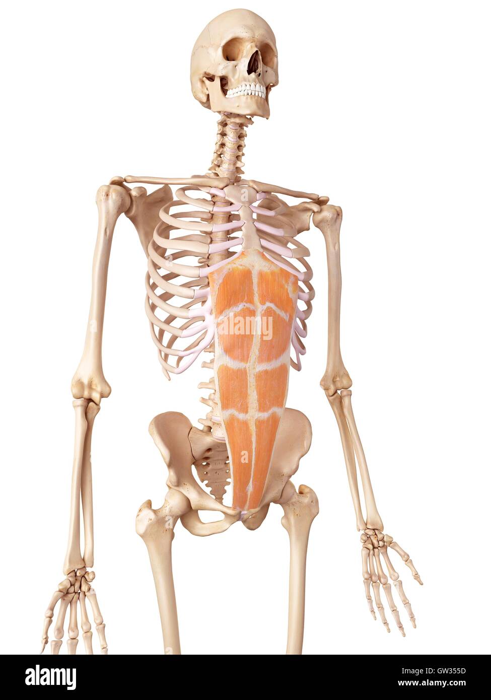 Human abdominal muscles, illustration Stock Photo - Alamy