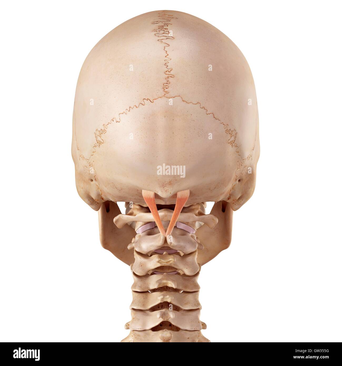 Human neck muscles, illustration Stock Photo - Alamy