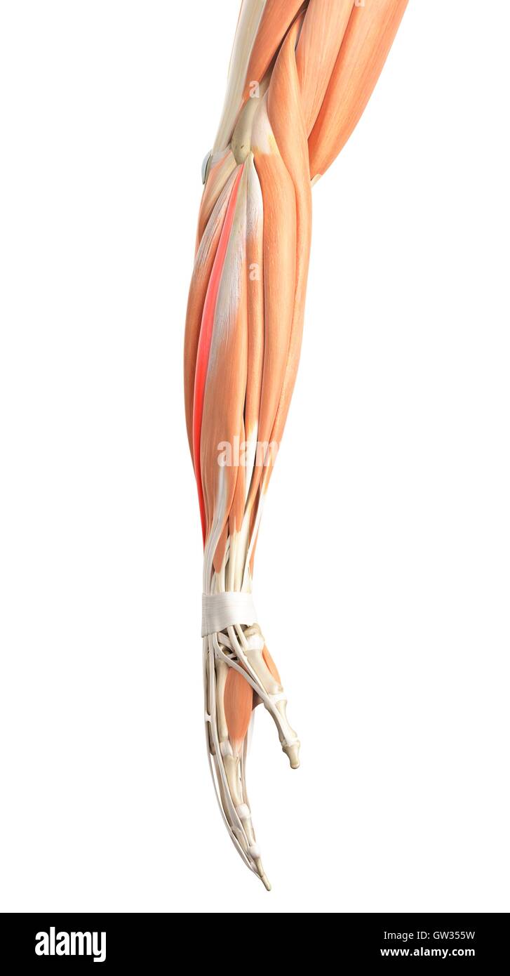 Anterior Forearm Muscles Unlabeled
