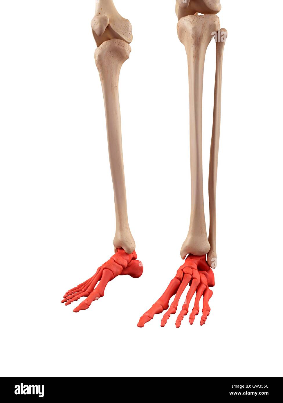 3 feet Cut Out Stock Images & Pictures - Alamy