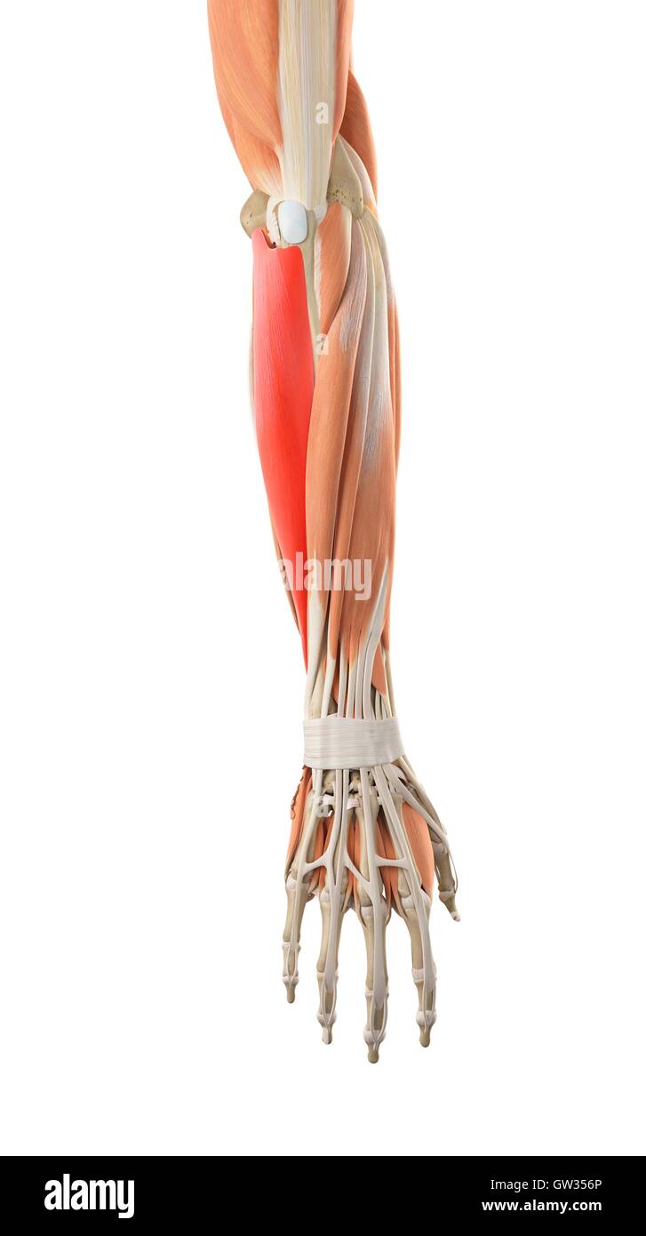 Human arm muscles, illustration Stock Photo - Alamy