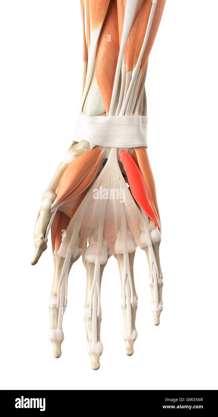 Human hand muscles, illustration Stock Photo - Alamy