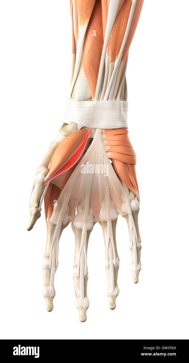 Human hand muscles, illustration Stock Photo - Alamy