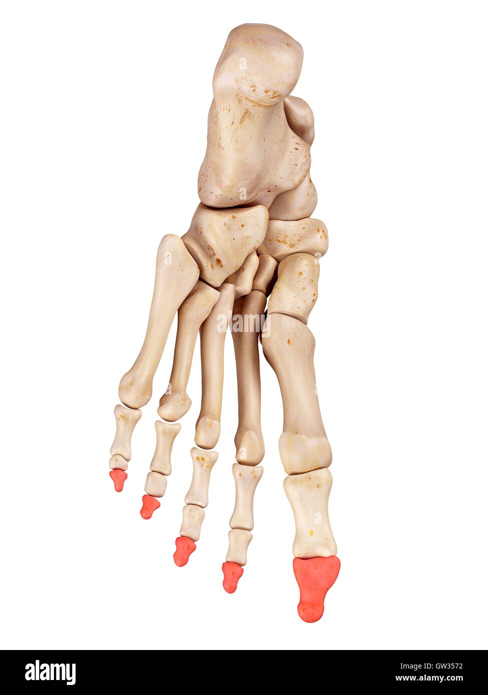 Human foot bones, illustration Stock Photo - Alamy