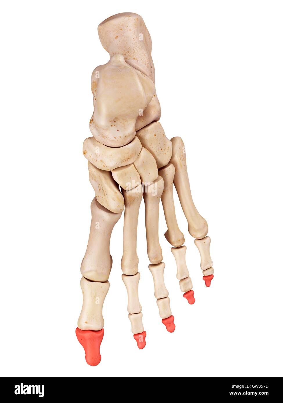 Distal phalanx bones hi-res stock photography and images - Alamy