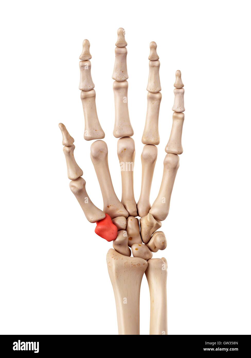 Human hand bones, illustration Stock Photo - Alamy