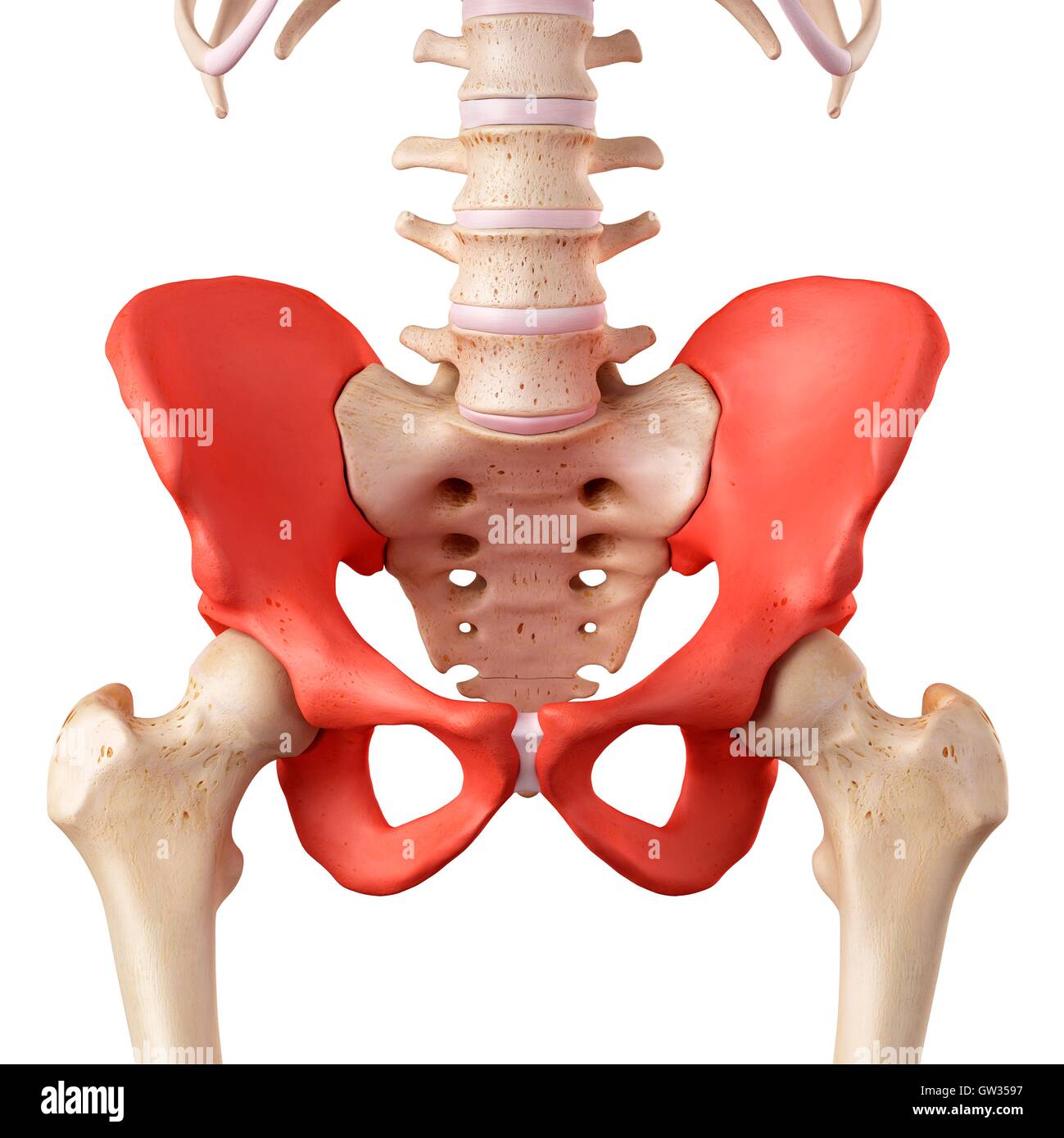 Human hip bones, illustration Stock Photo - Alamy
