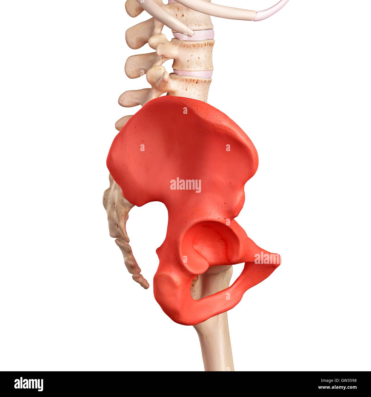 Human hip bones, illustration Stock Photo - Alamy