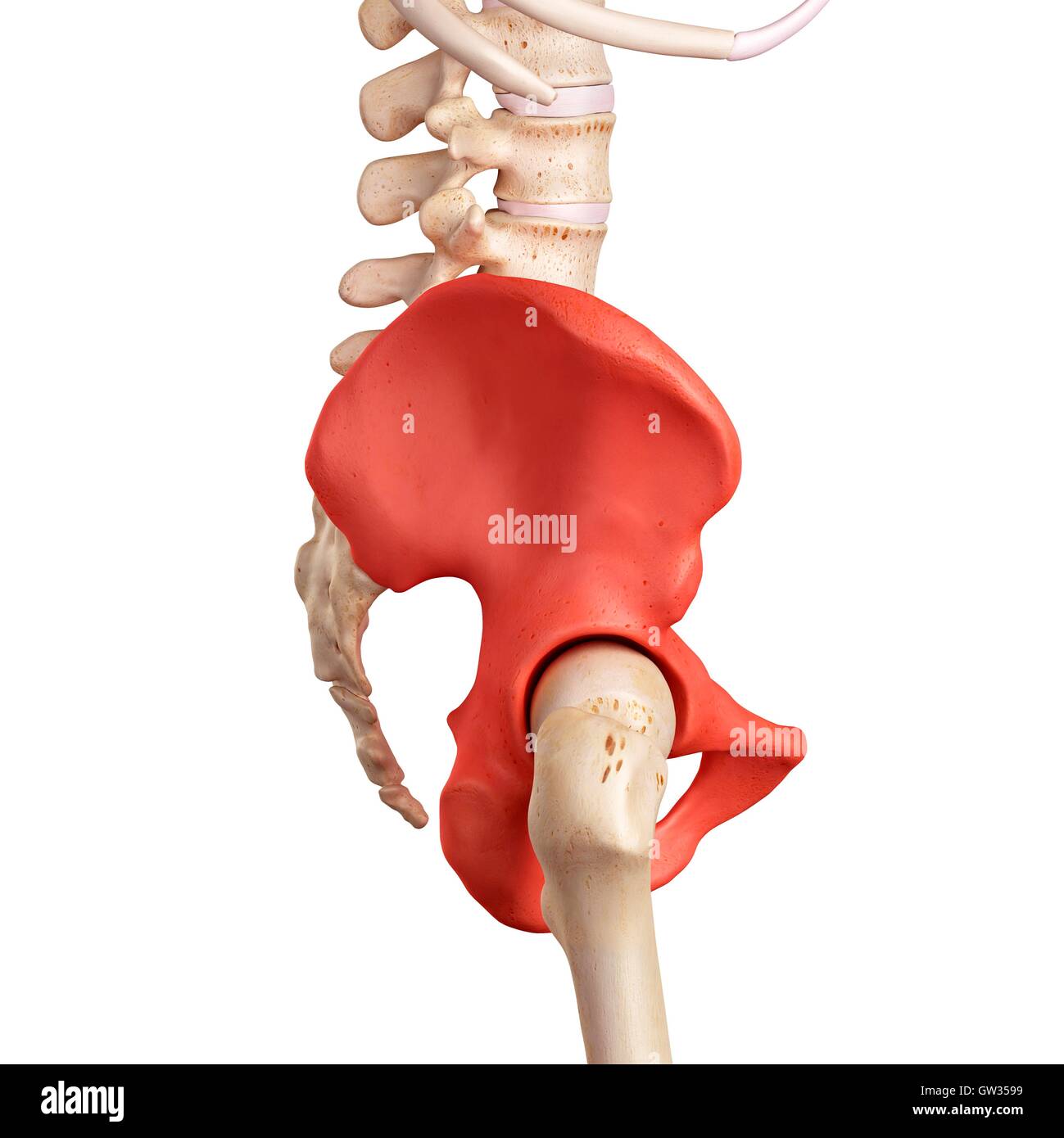 Human hip bones, illustration Stock Photo - Alamy