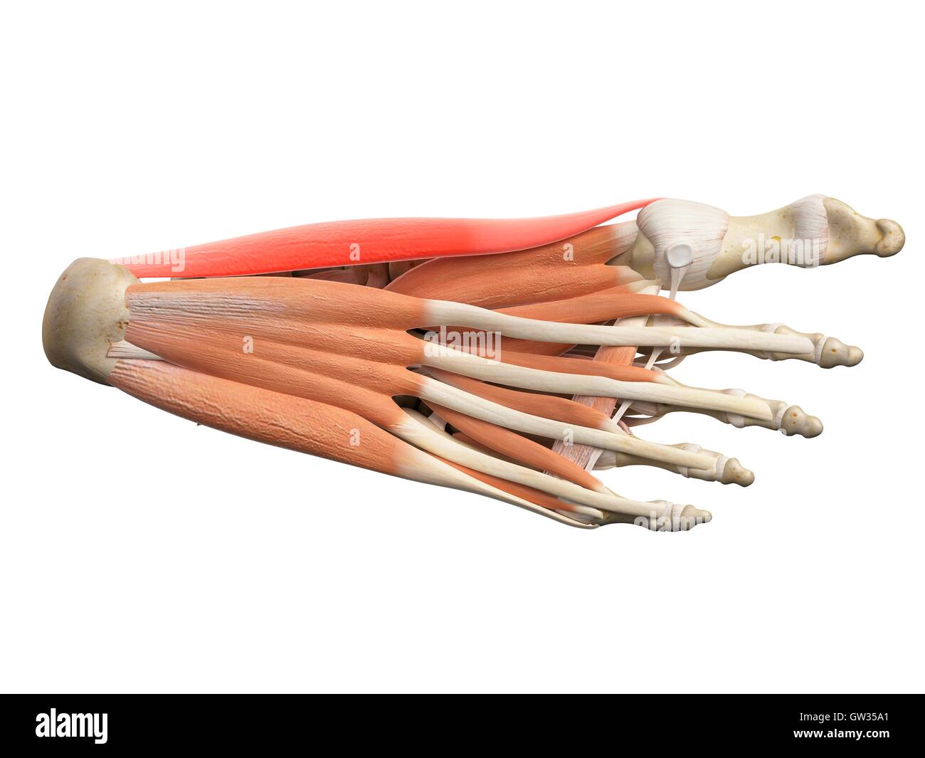 Human foot muscles, illustration Stock Photo - Alamy