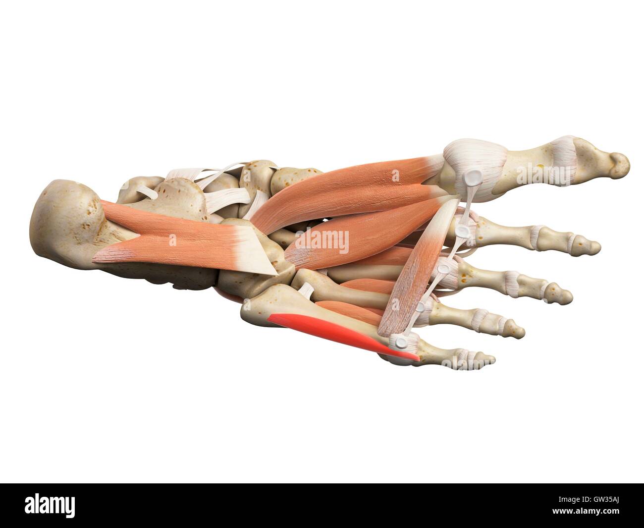 Human foot muscles, illustration Stock Photo - Alamy