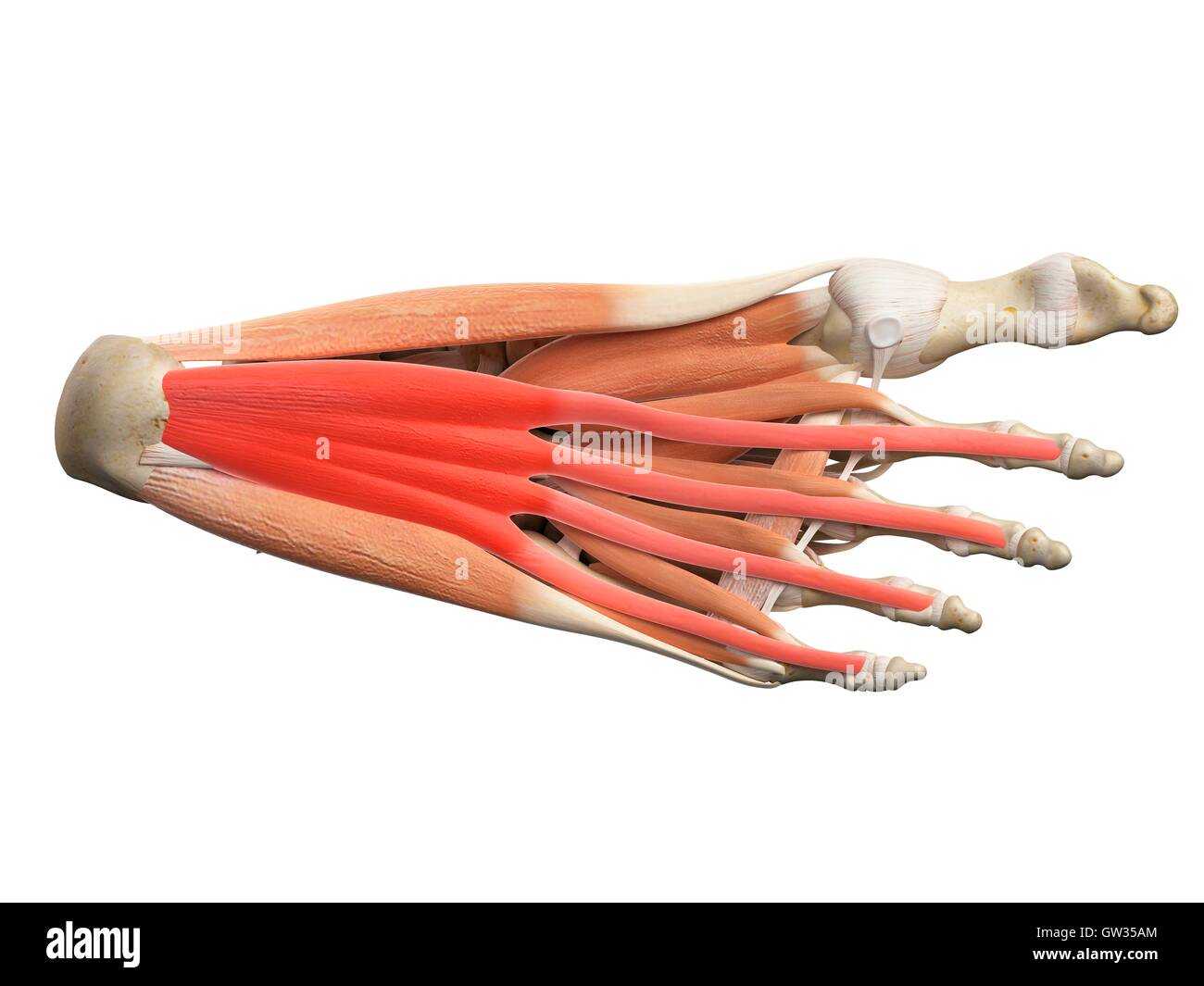Human foot muscles, illustration Stock Photo - Alamy
