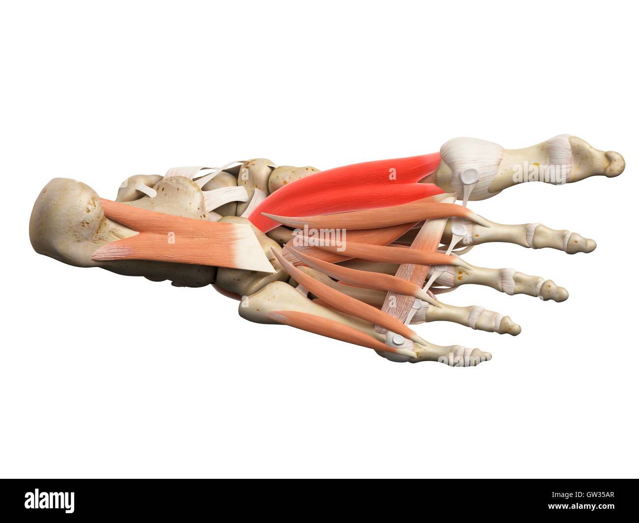 Human foot muscles, illustration Stock Photo - Alamy