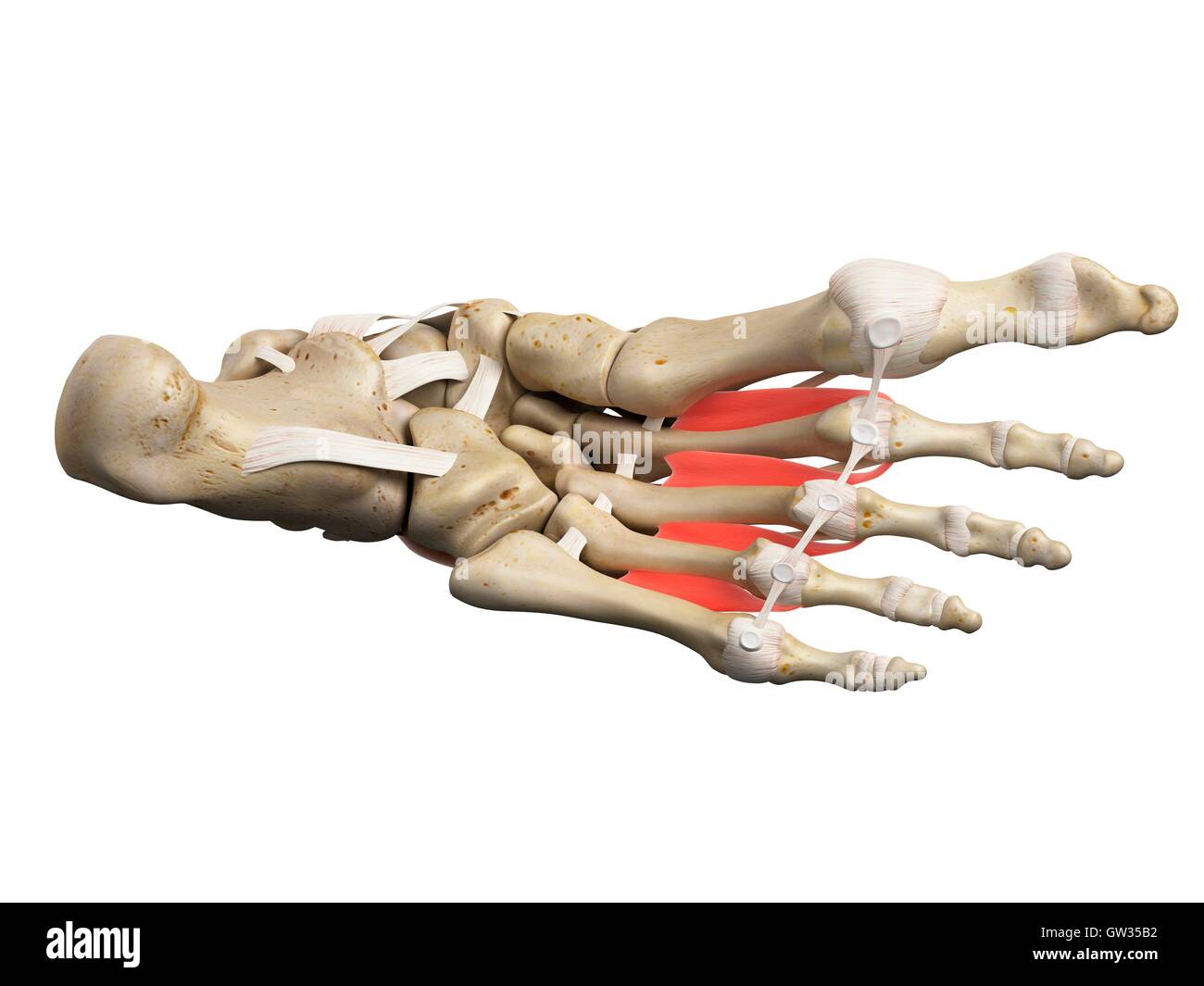 Human dorsal muscles hi-res stock photography and images - Alamy