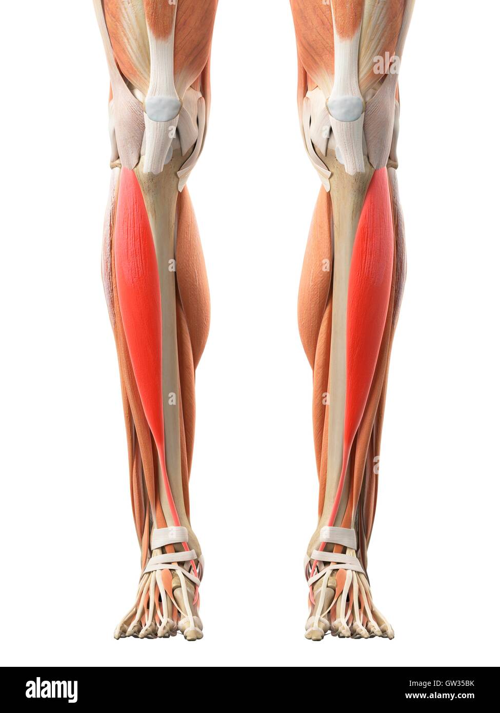 Human leg muscles, illustration Stock Photo - Alamy