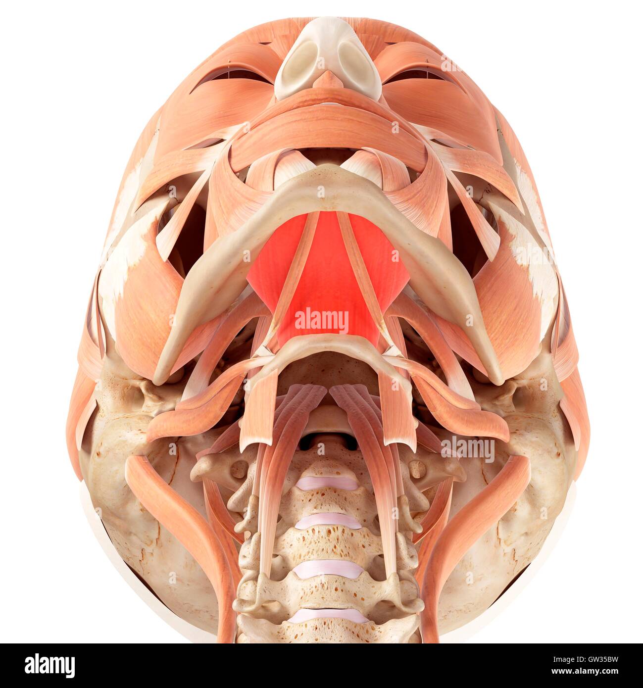 Mylohyoid muscle hi-res stock photography and images - Alamy