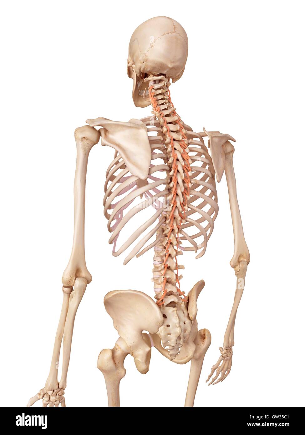 Human skeleton with muscles Cut Out Stock Images & Pictures - Alamy