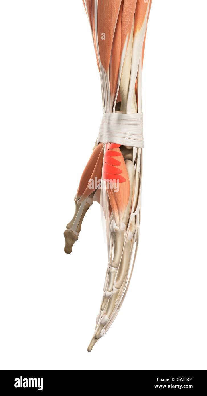 Human hand muscles, illustration Stock Photo - Alamy