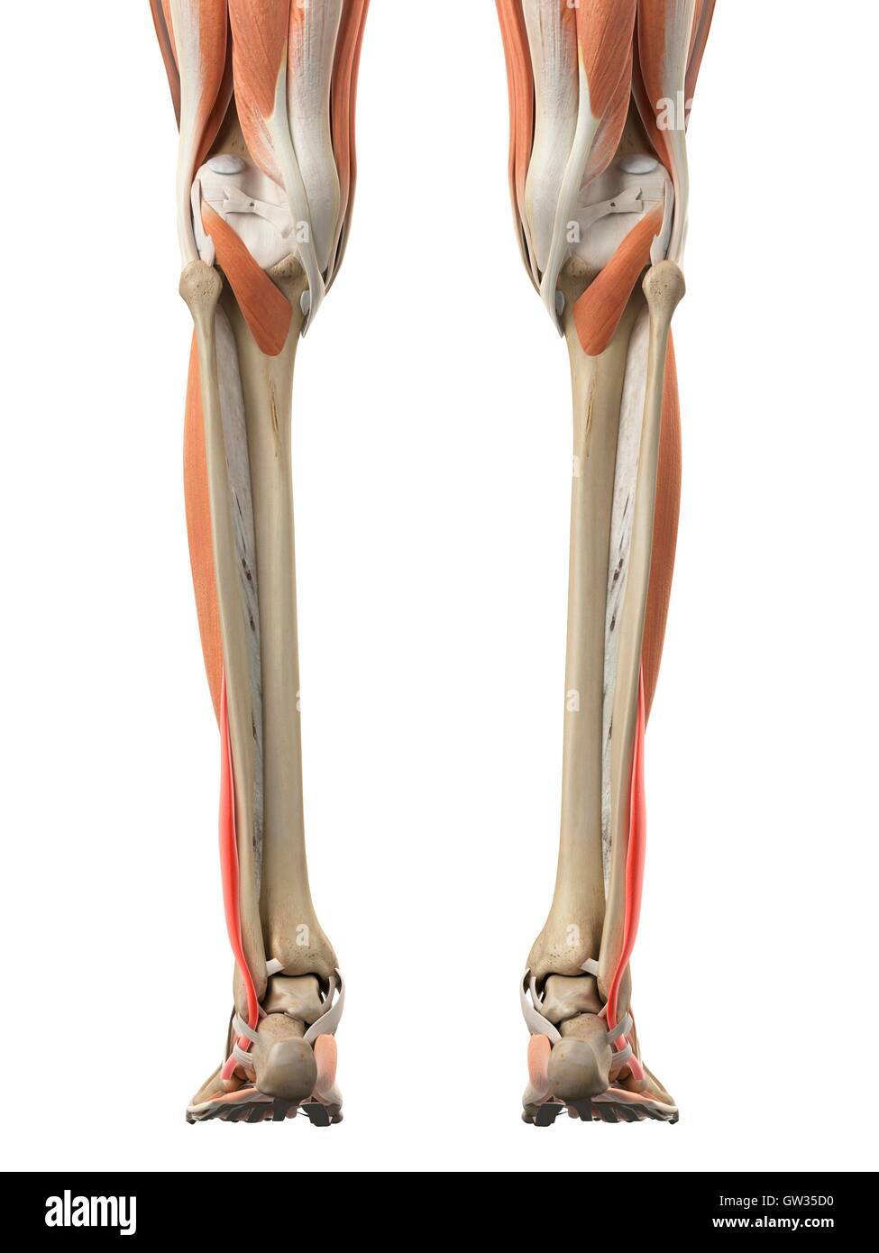 Human leg muscles, illustration Stock Photo - Alamy