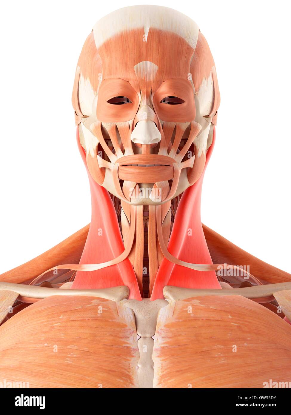 Human neck muscles sternocleidomastoid illustration hi-res stock ...