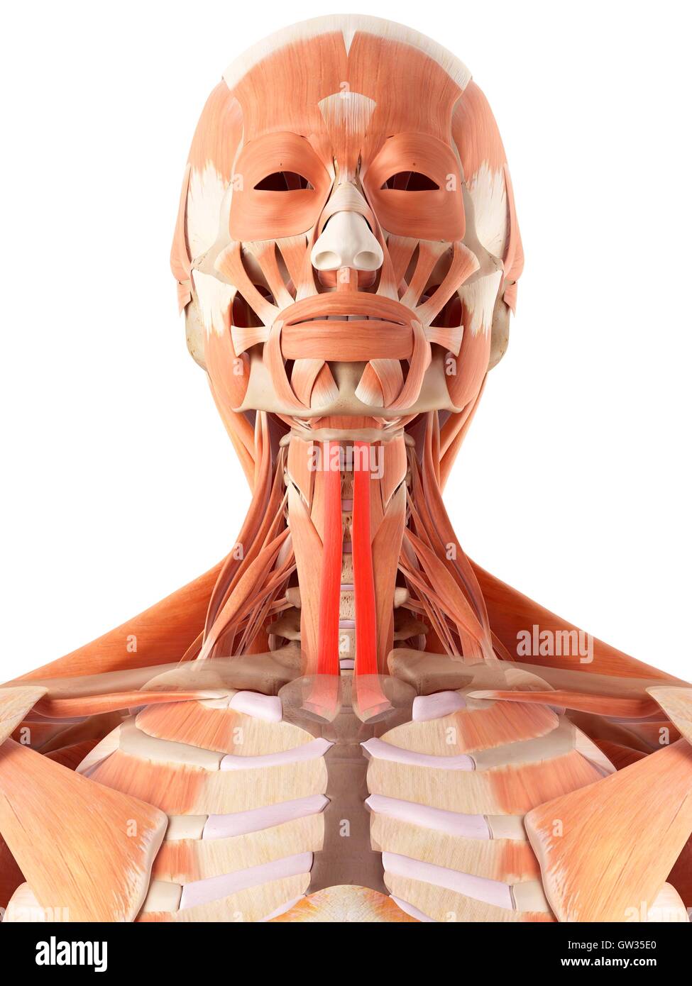 Human neck muscles, illustration Stock Photo - Alamy