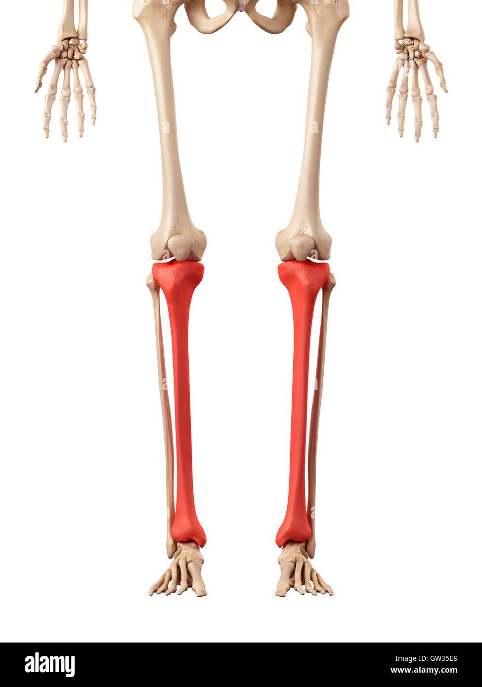 Lower Leg Bones High Resolution Stock Photography and Images - Alamy
