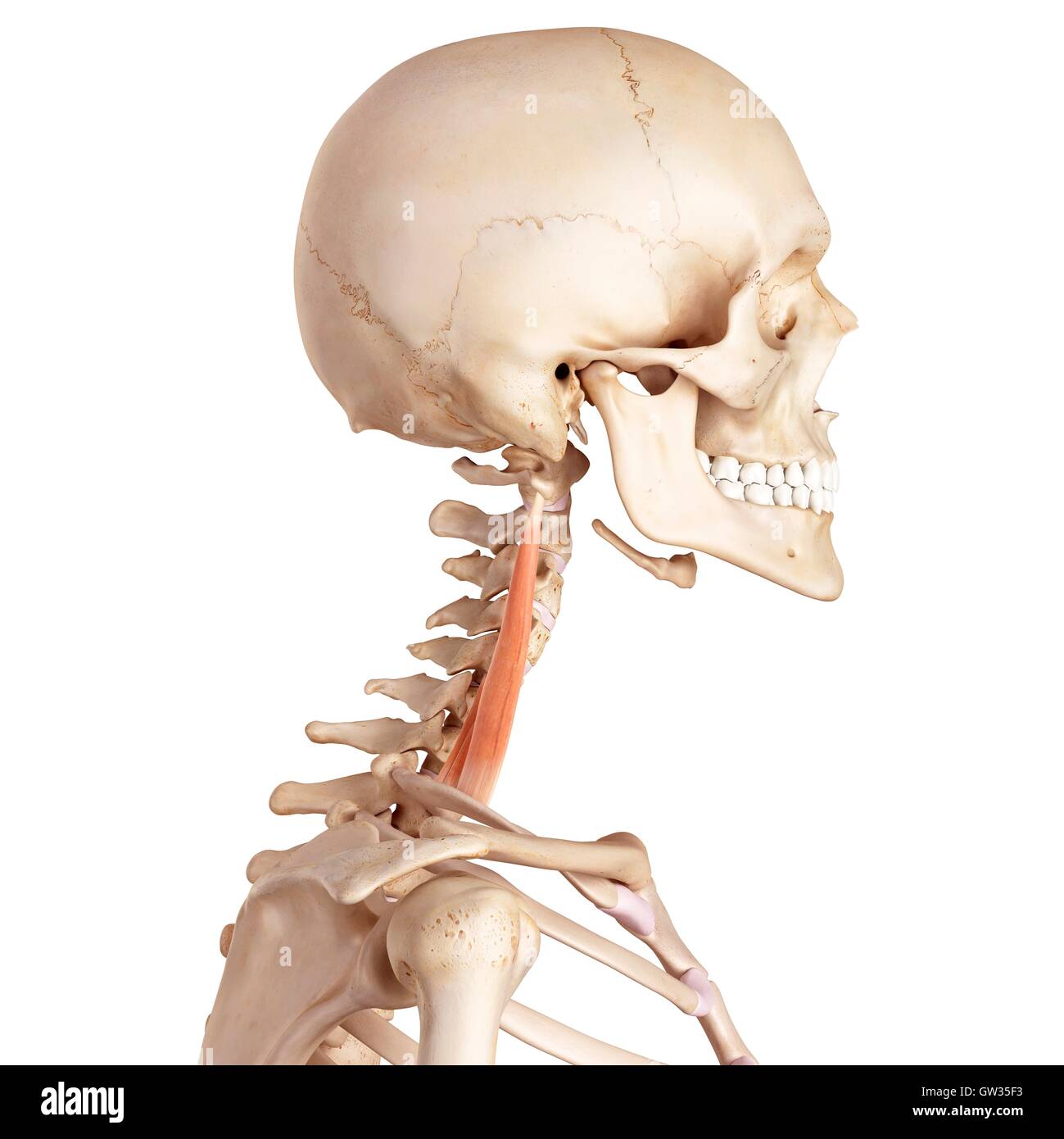 Scalene middle muscles hi-res stock photography and images - Alamy