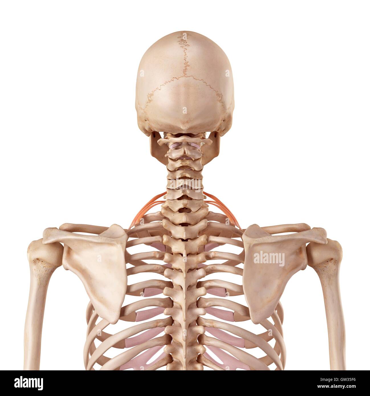 Human neck muscles, illustration Stock Photo - Alamy