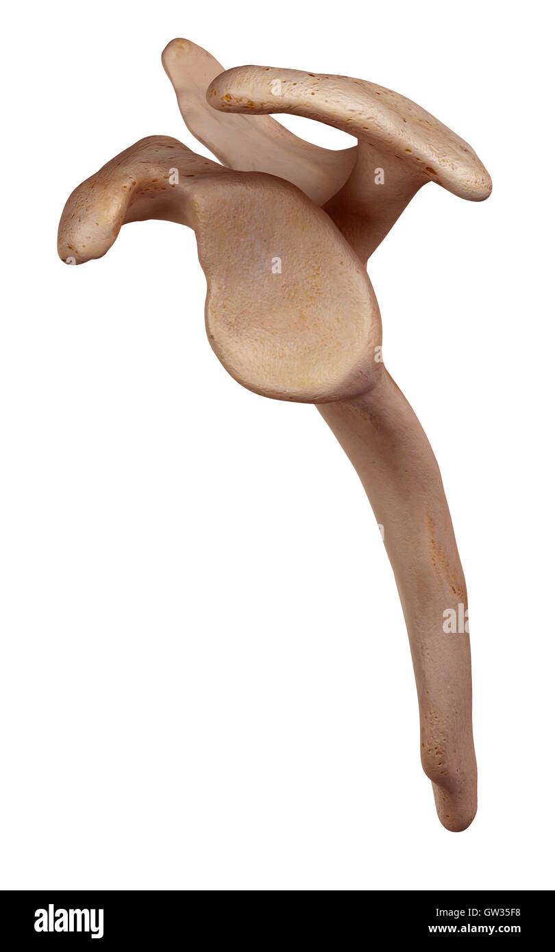 Human scapula, illustration Stock Photo - Alamy