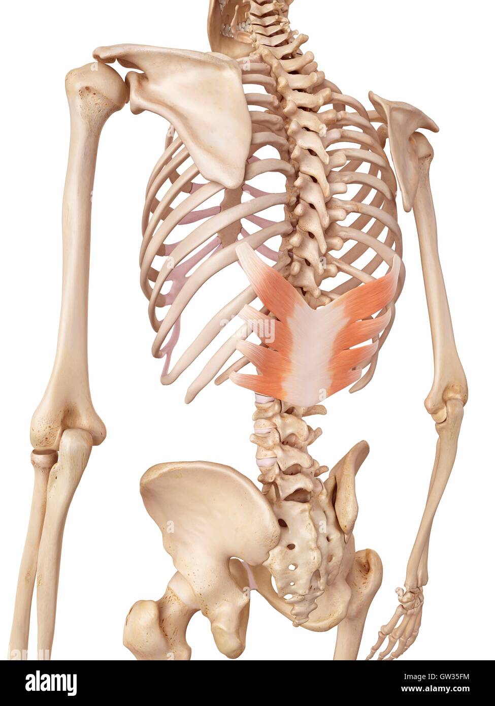 Human back muscles, illustration Stock Photo - Alamy