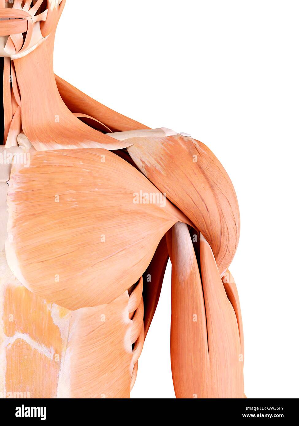 Human shoulder anatomy, illustration Stock Photo - Alamy