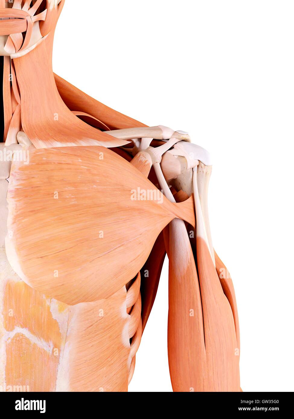 Human shoulder anatomy, illustration Stock Photo - Alamy