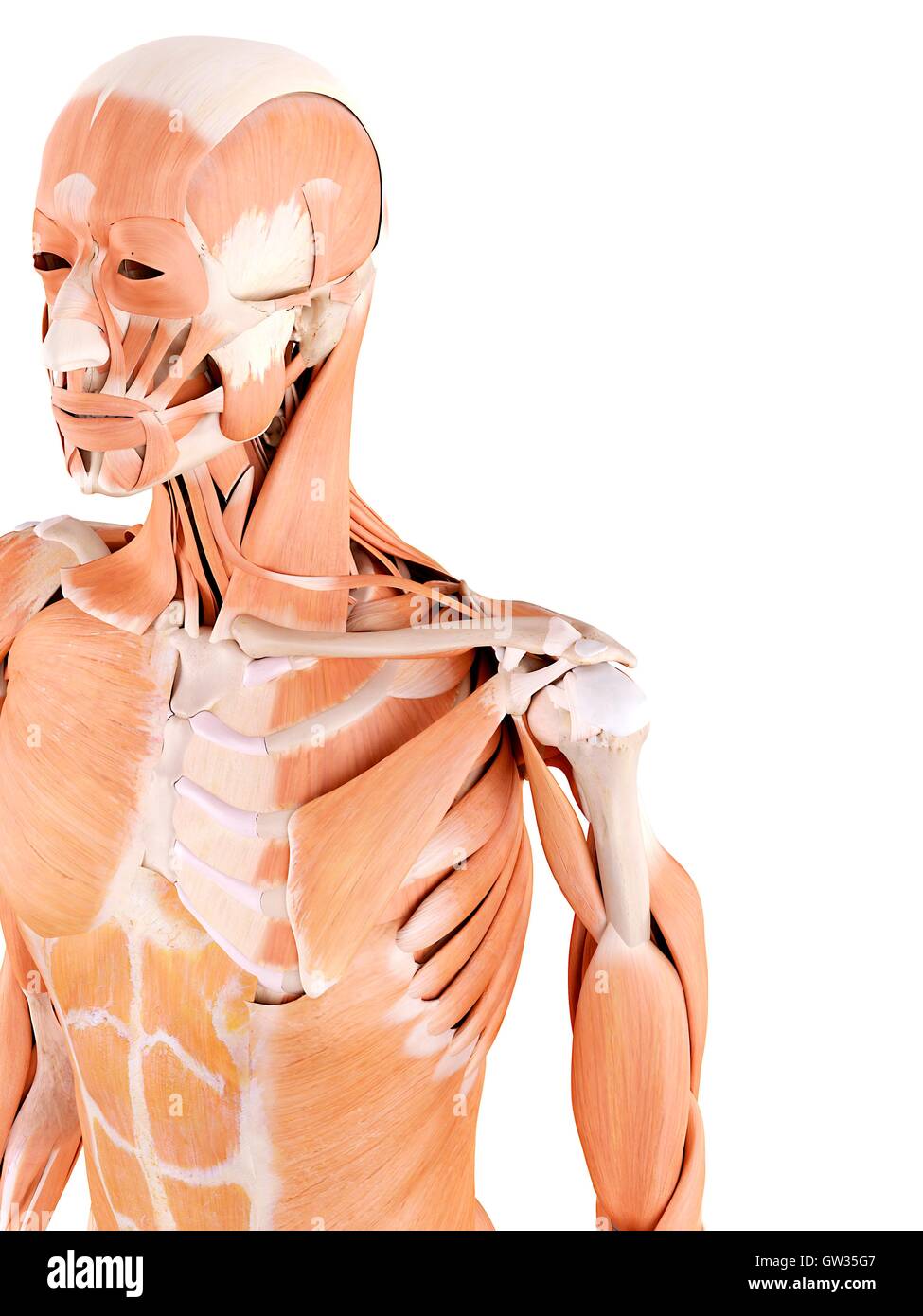 Human shoulder anatomy, illustration Stock Photo - Alamy