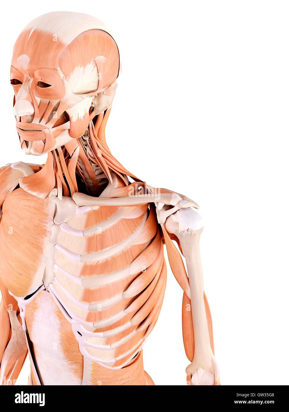 Human shoulder anatomy, illustration Stock Photo - Alamy