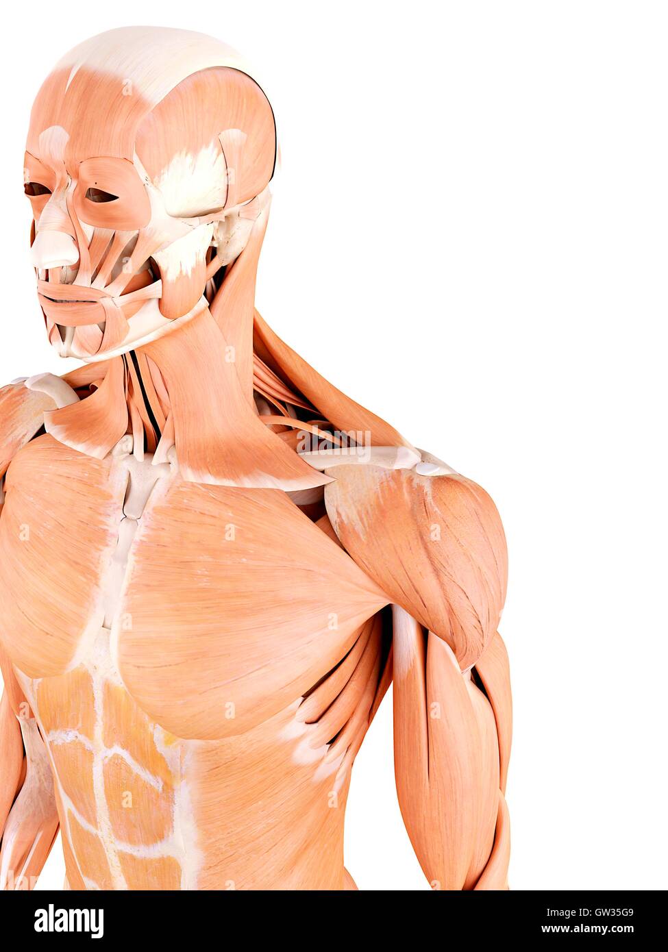 Human shoulder anatomy, illustration Stock Photo - Alamy