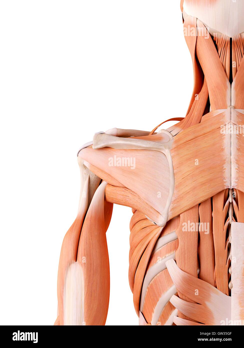 Human shoulder anatomy, illustration Stock Photo - Alamy