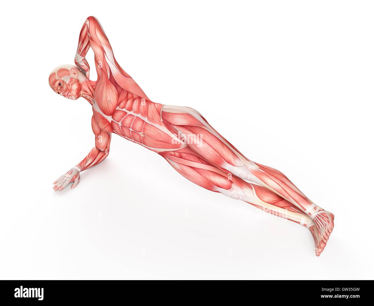 Muscular system of person exercising in side bridge position ...