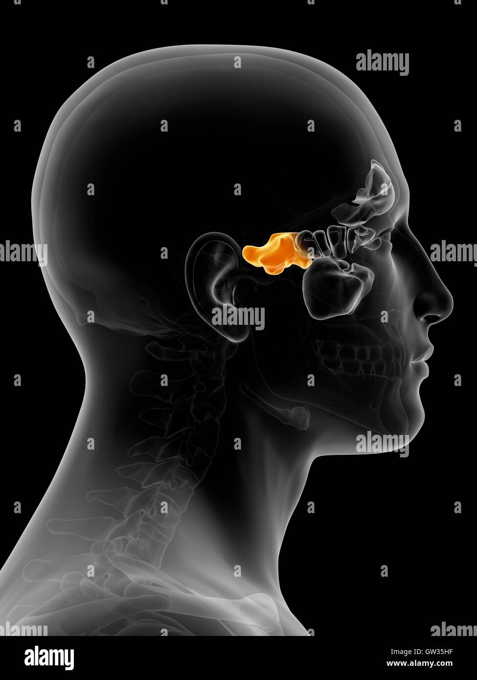 Sphenoid sinuses hi-res stock photography and images - Alamy