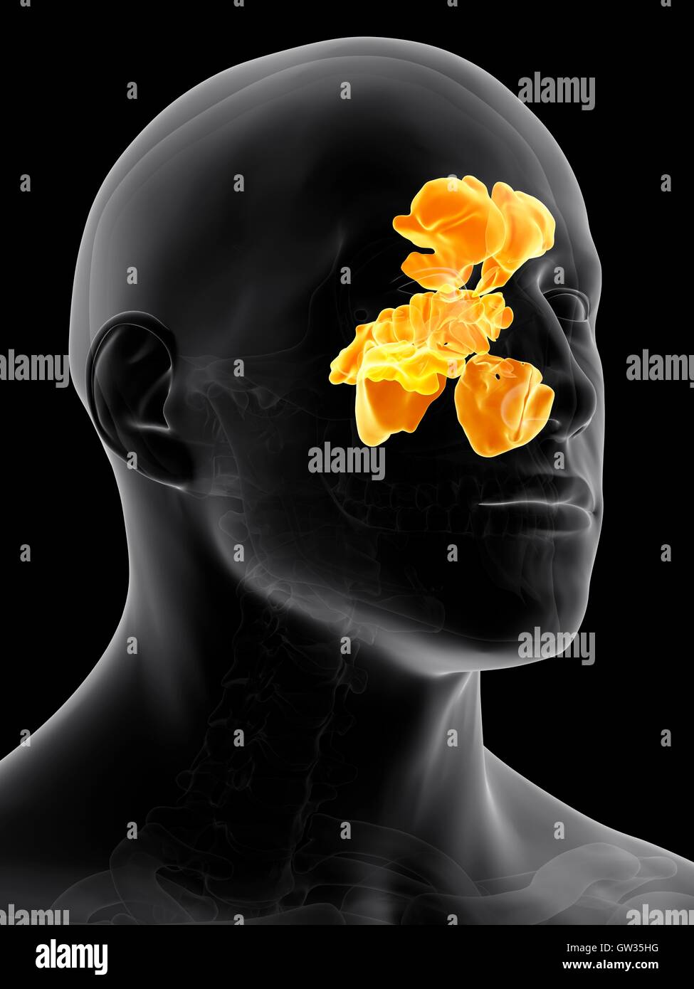 Human sinuses illustration hi-res stock photography and images - Alamy