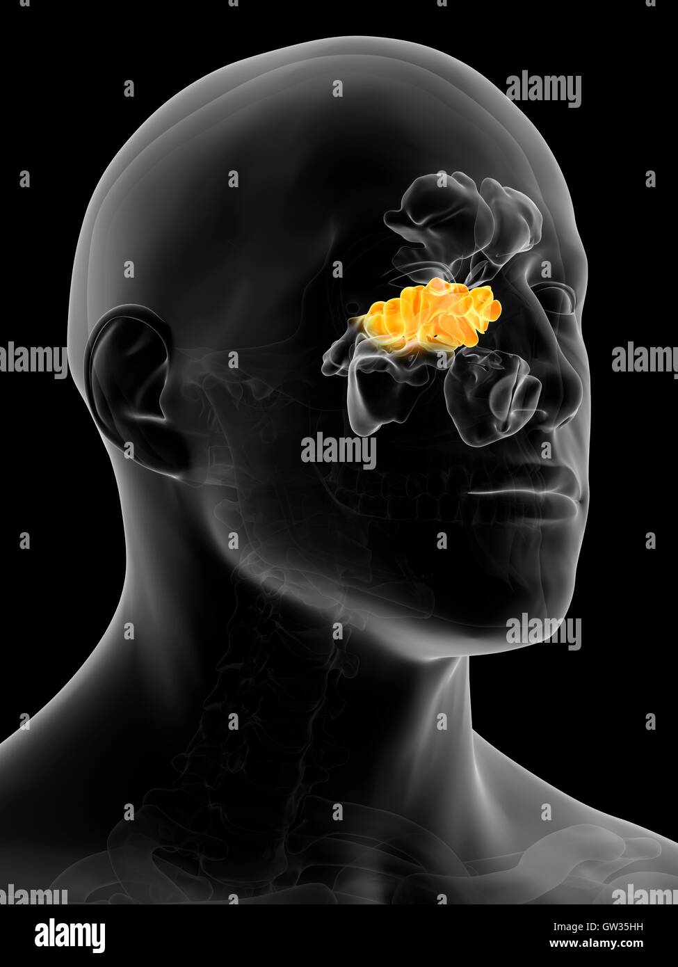 Human sinuses, illustration Stock Photo - Alamy