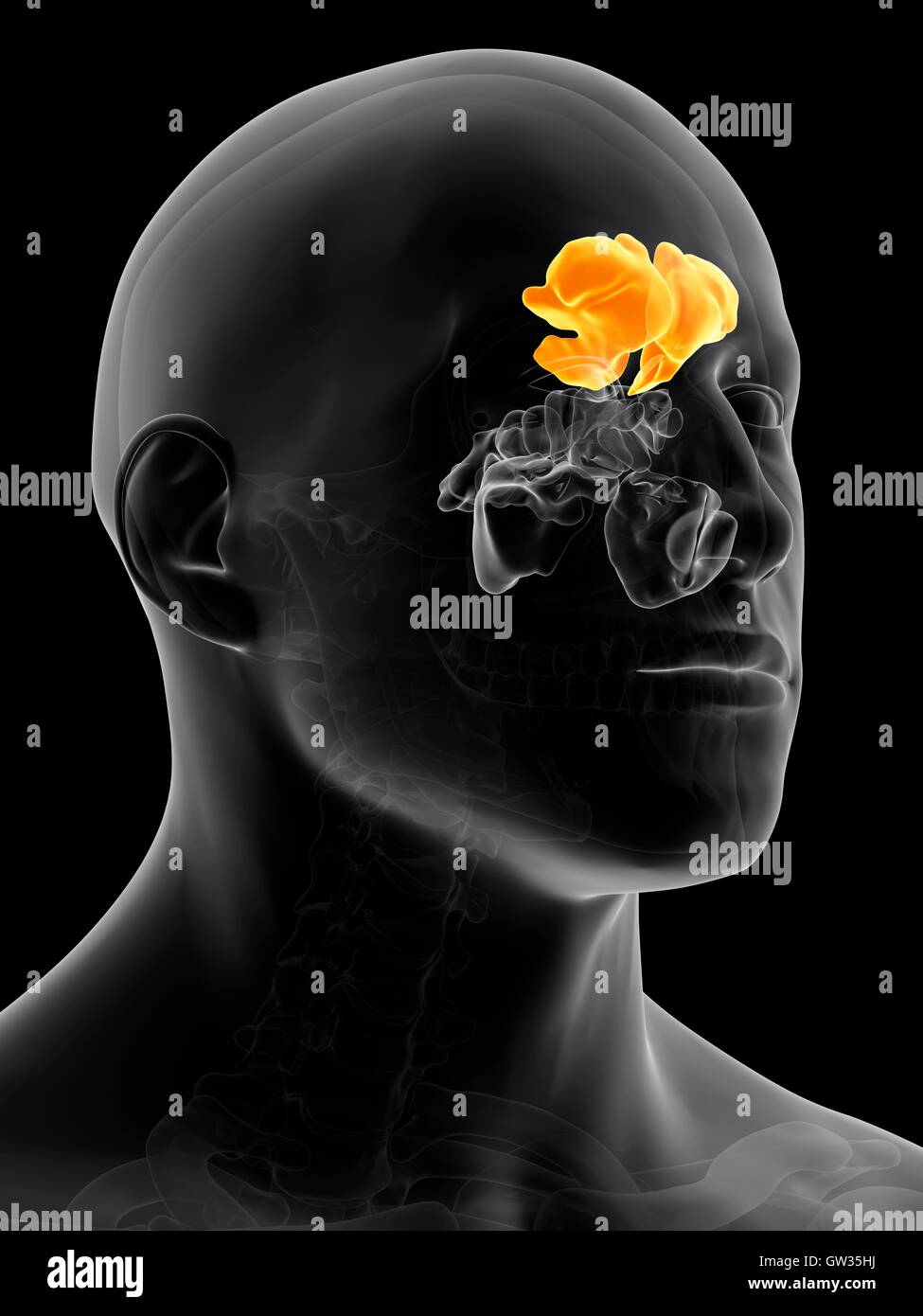 Frontal Sinus High Resolution Stock Photography and Images - Alamy