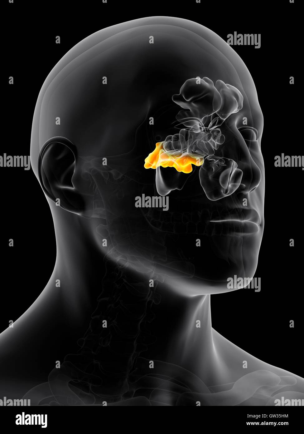 Human sinuses illustration hi-res stock photography and images - Alamy