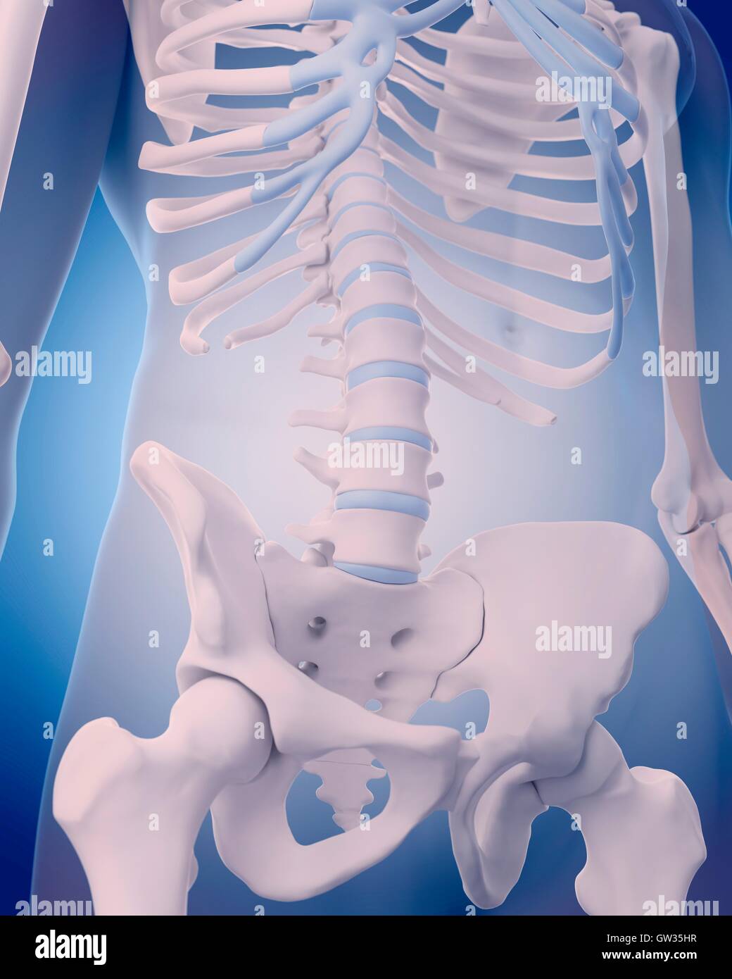 Lumbar spine bones hi-res stock photography and images - Alamy
