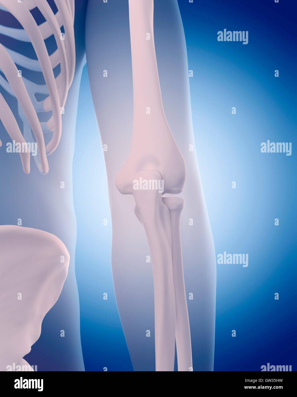 Bones of the human elbow, illustration Stock Photo - Alamy