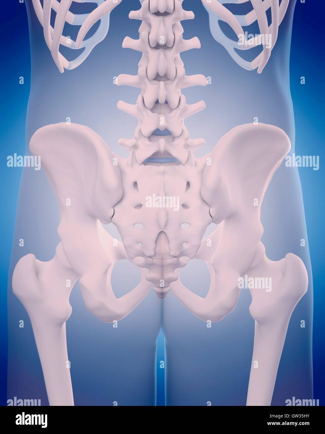 Bones of the human hip, illustration Stock Photo - Alamy