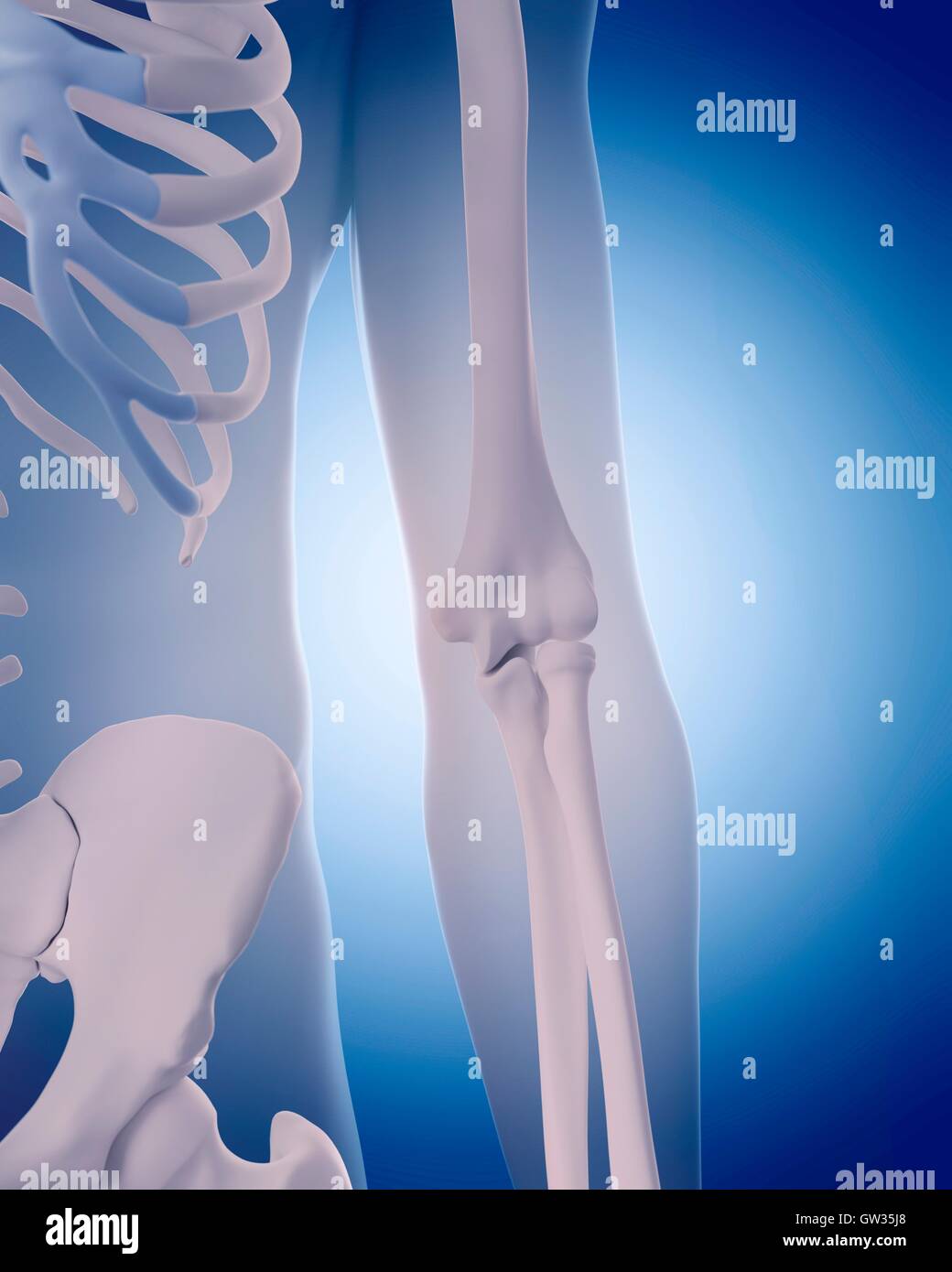Bones of the human elbow, illustration Stock Photo - Alamy