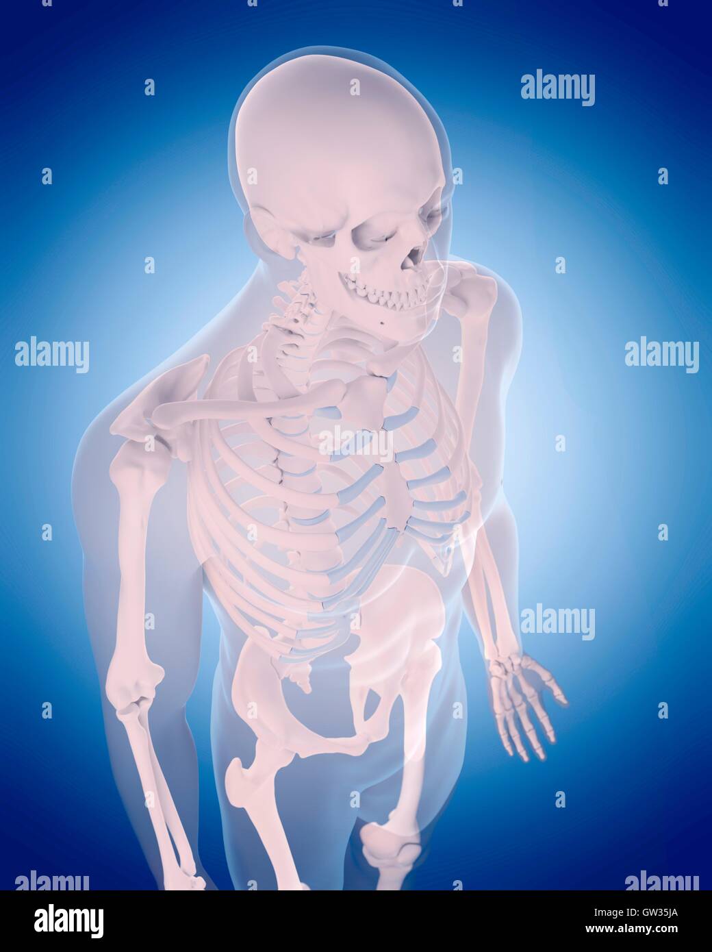 Bones of the human thorax, illustration Stock Photo - Alamy