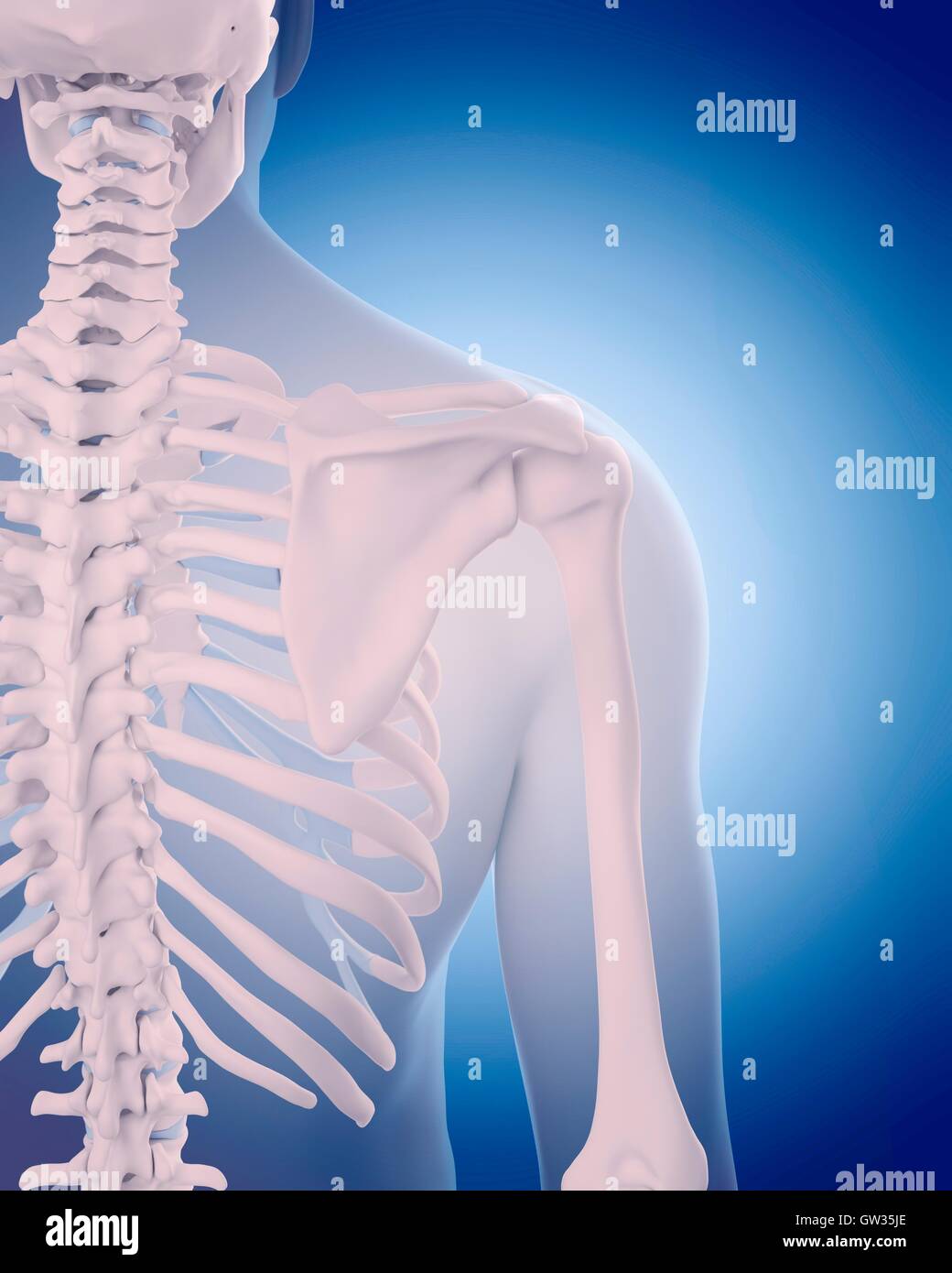 Human shoulder bones, illustration Stock Photo - Alamy